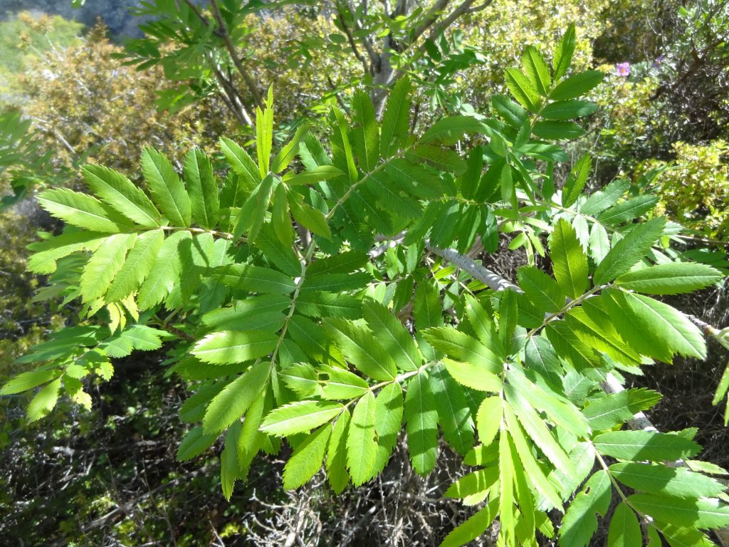 Cormier - Grand Site Concors Sainte-Victoire