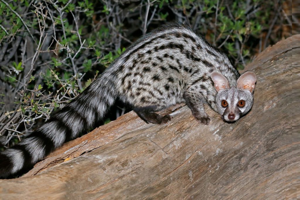 Genette commune - Grand Site Concors Sainte-Victoire