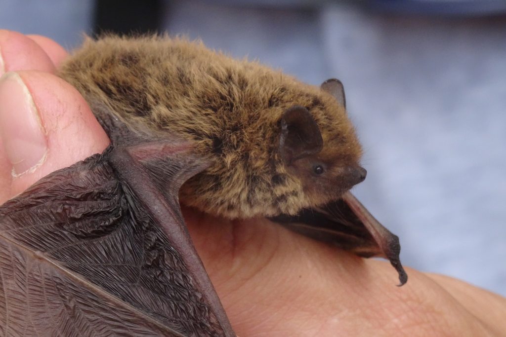 Les chauves-souris s'approprient les nichoirs - Grand Site Concors ...