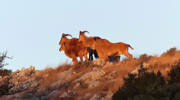 Mouflon à manchette - Grand Site Concors Sainte-Victoire