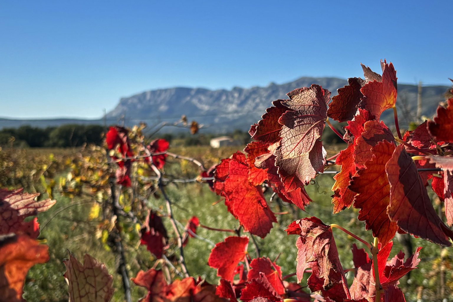 Pourrières - Balade dans les vignes - Grand Site Concors Sainte-Victoire